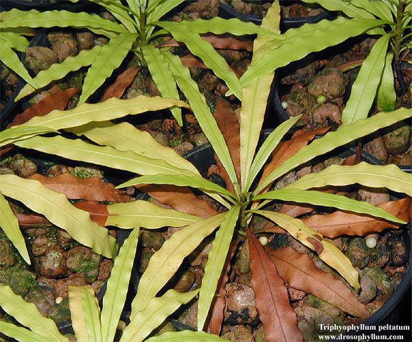 Sonstige (Prae-)Karnivoren - Kultur und Beschreibung von ...