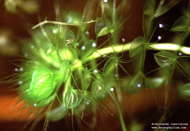 Cultivation and describtion of Aldrovanda vesiculosa, the waterwheel-plant