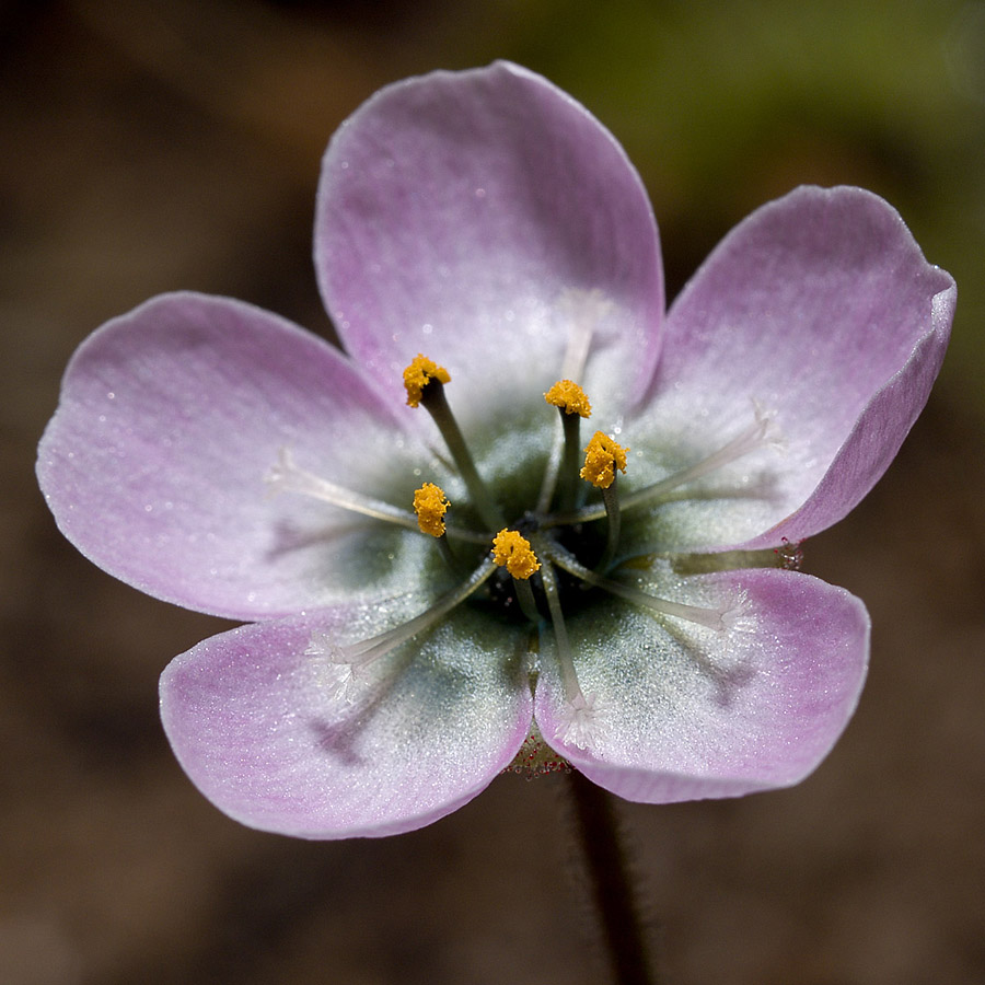 Drosera pauciflora - Carnivorous Plants in Cultivation - Carnivorous ...