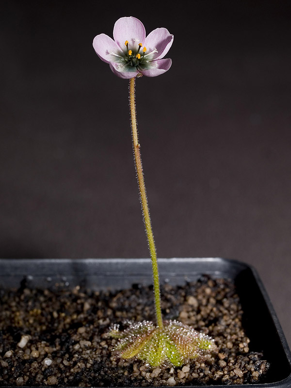 Drosera pauciflora - Carnivorous Plants in Cultivation - Carnivorous ...